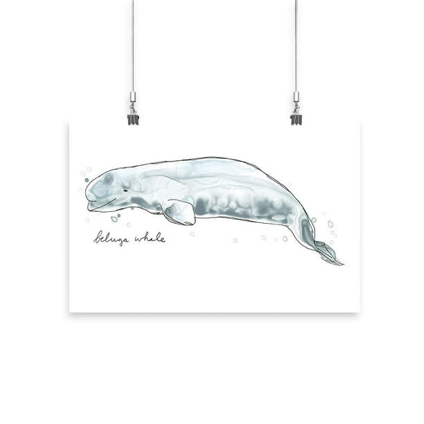 Cetacea Beluga. Whale Poster - June Erica Vess Designs, - Walmart.com