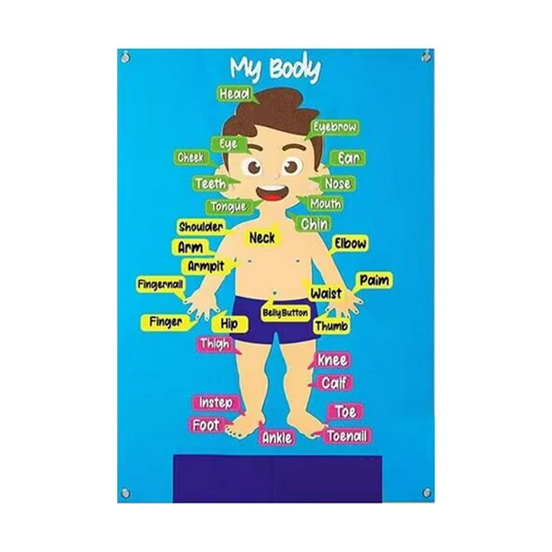 Felt board Set Educational Learning Human Body Storytelling Early ...