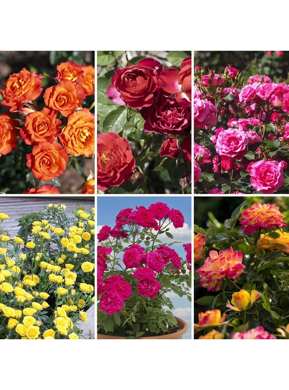 Rose Bushes in Garden Bushes - Walmart.com