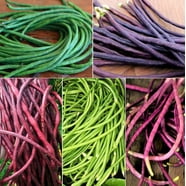 Fischers Ragwort - Gom Chwi - 1 Oz ~22500 Seeds - Non-GMO, Heirloom ...