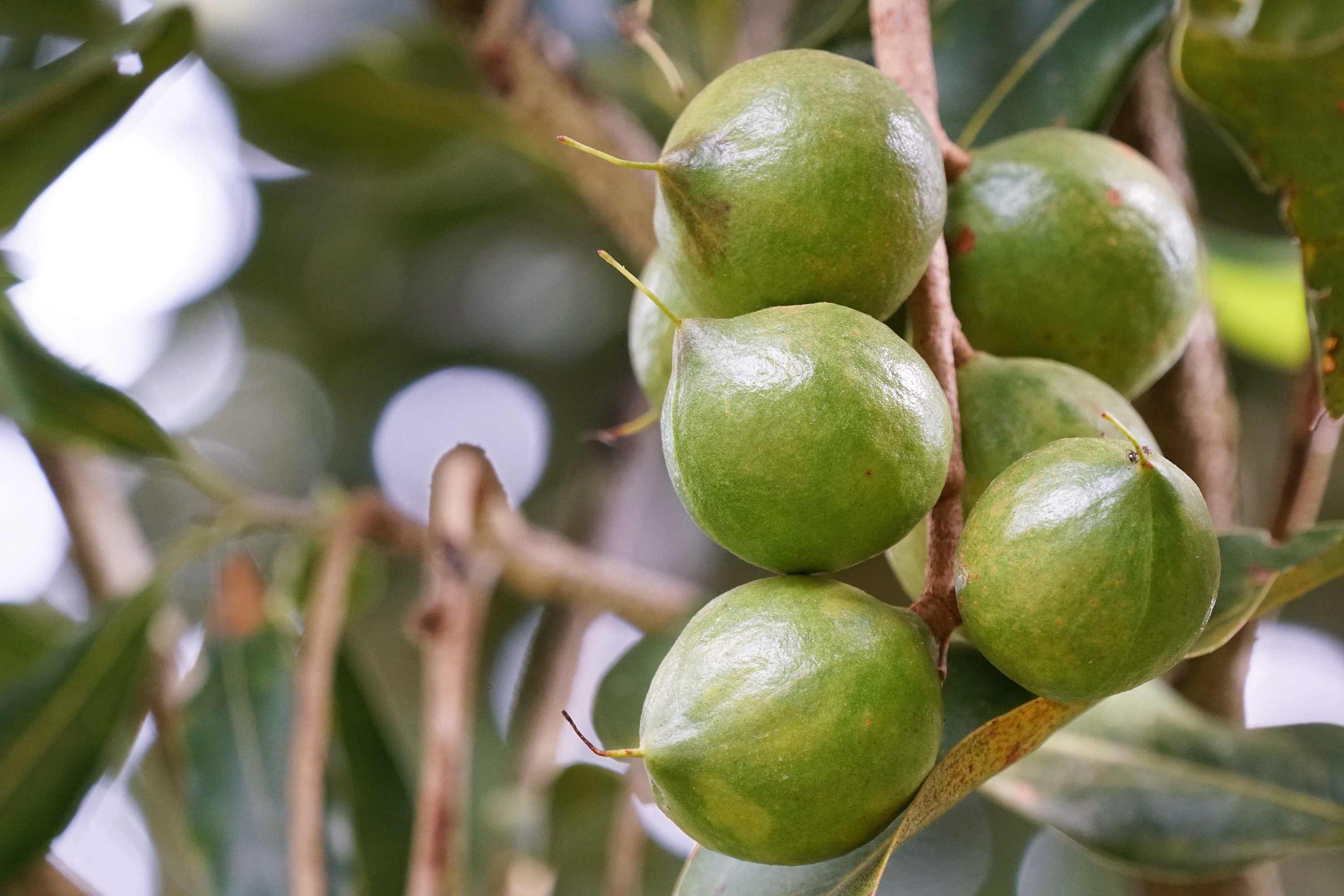 Macadamia Nut Tree Flower