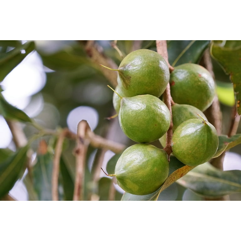 Macadamia Nut Plant