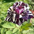 Pemdas 20 Black Dragon Rose Plant Seeds, Variegated Blooms - Walmart.com