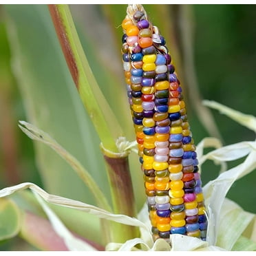 Glass Gem Corn Seeds - 75 Seeds - Beautiful Rainbow Colored Heirloom ...