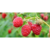Caroline Red - Raspberry Plant - Everbearing - Ready for Spring ...