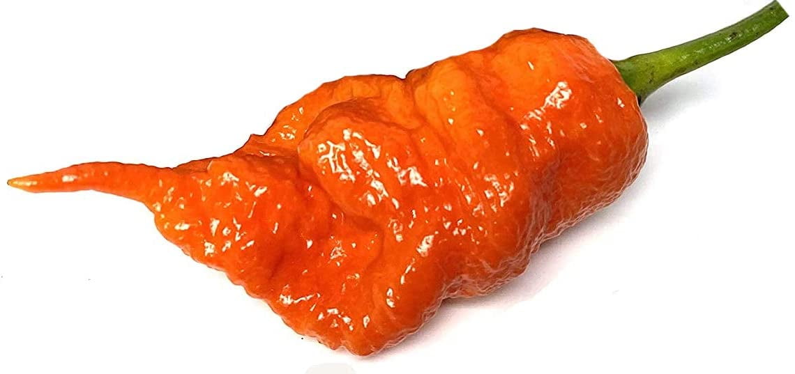 Sherwoods Seeds Hot Chili Chile Death Dragon Premium Seed Packet ...