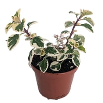 St. Joseph's Coat Plant - LIVE Variegated Alternanthera 'White Carpet ...
