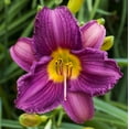 Easy to Grow - Outdoor Live Bulbs, 10 Pack Daylily Mixed Colors Mix ...