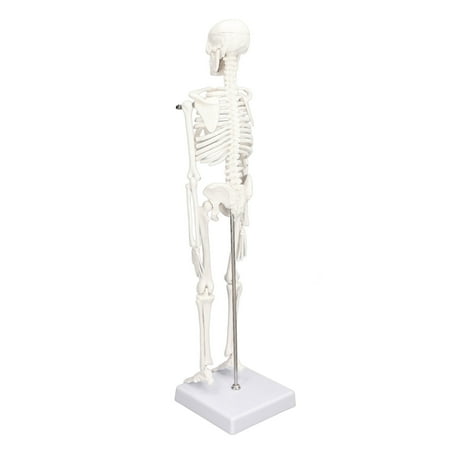 Detachable Skeleton Model, Lifelike Motion PVC Material Easy To Install ...