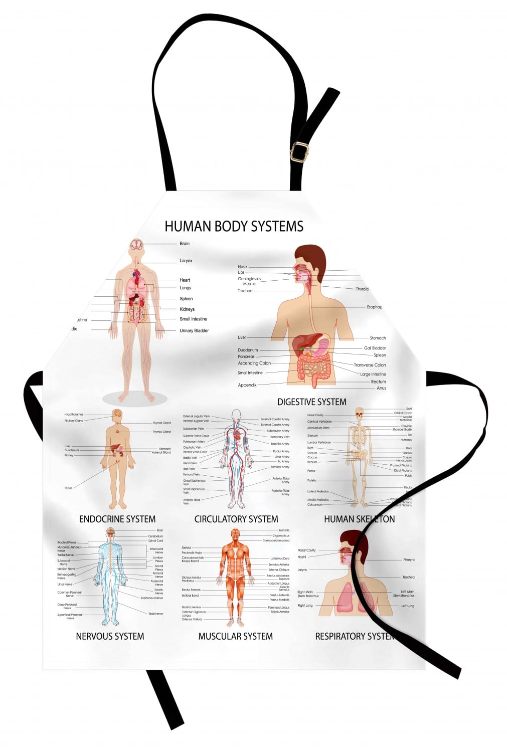 Human Anatomy Apron Complete Chart of Different Organ Body Structures ...