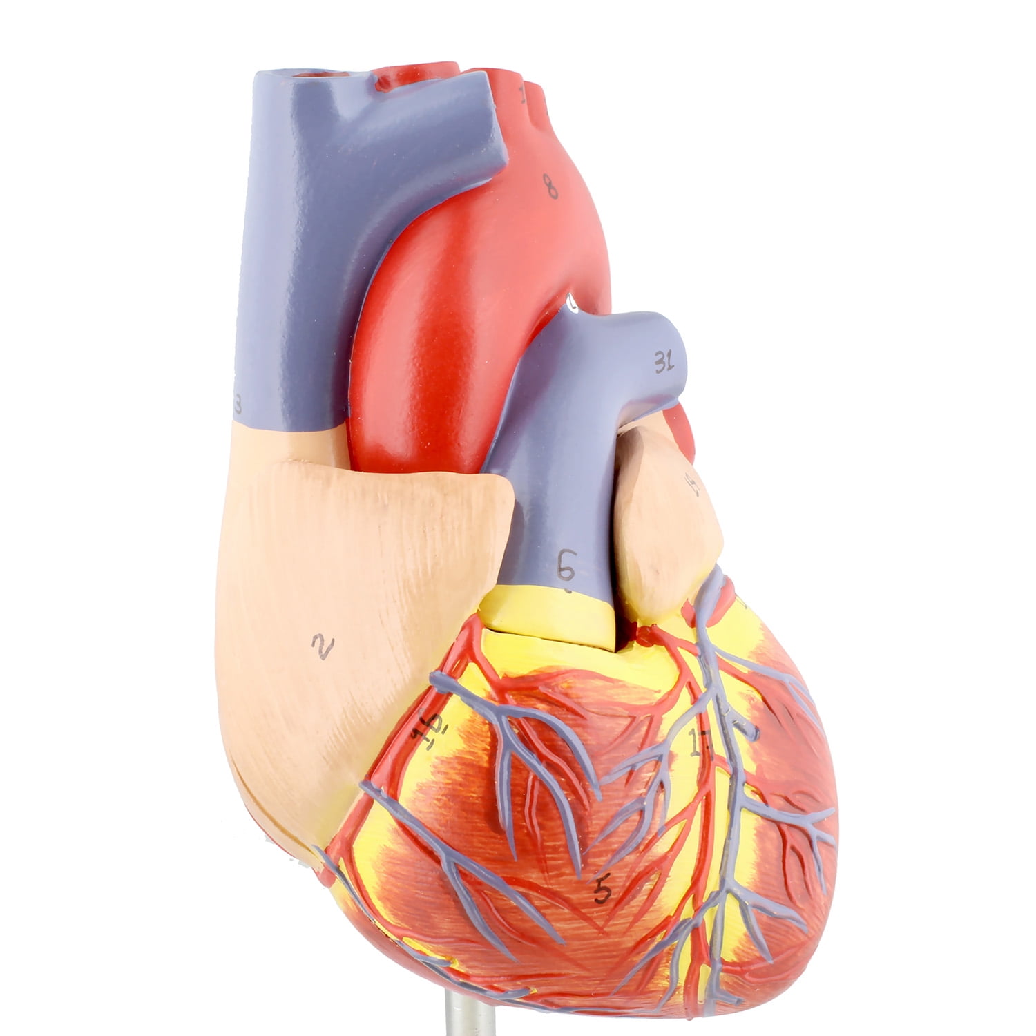 Heart Model Labeled