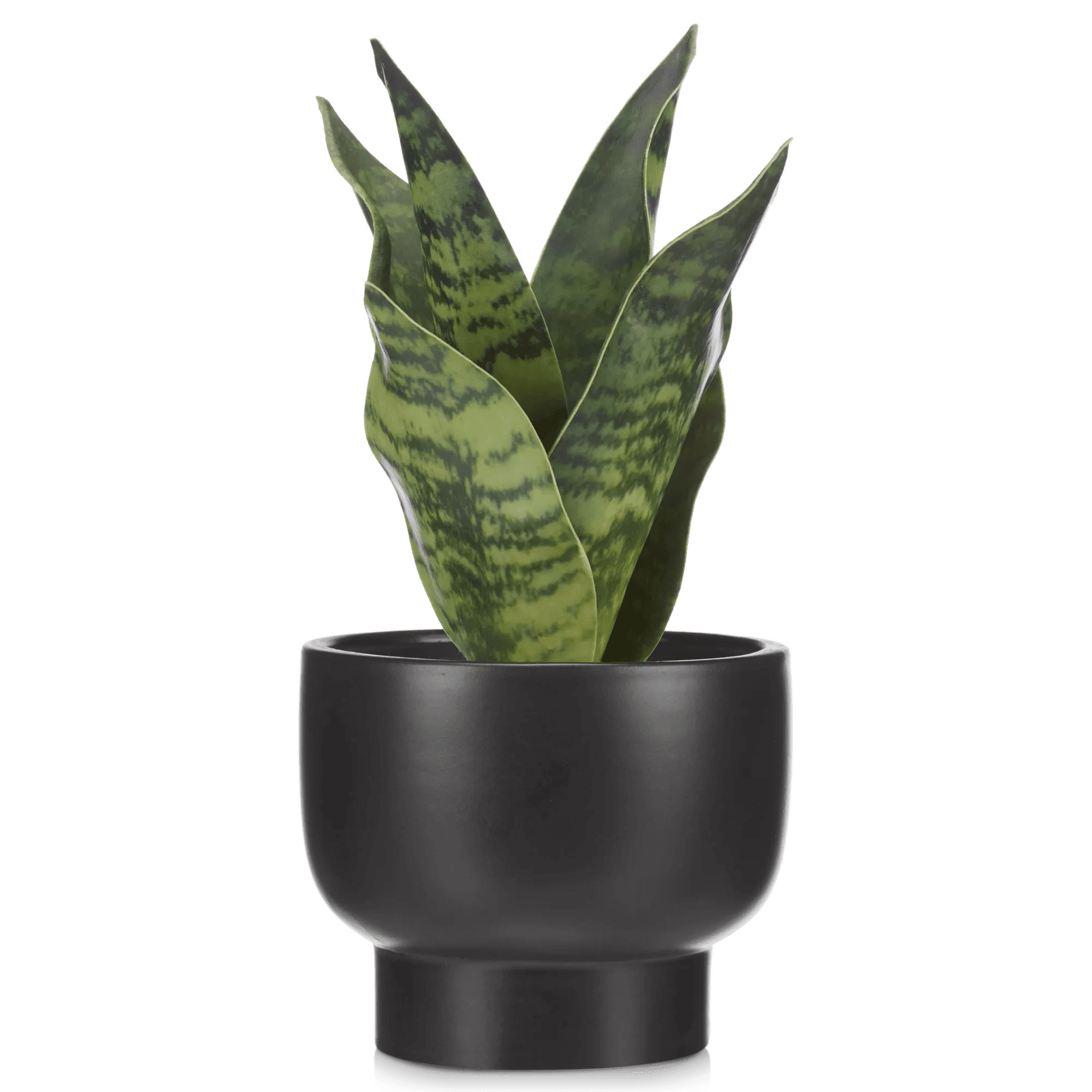 Click here for Bouclair Artificial Plant In Black Matte Ceramic P... prices