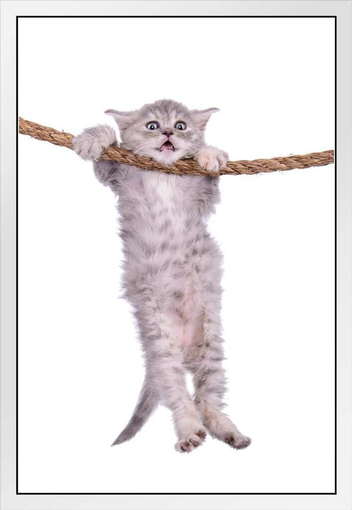 Kitten Hanging Onto Rope Hang in There Cat Poster Funny Wall Posters ...