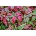 Nandina Dwarf Firepower domestica, 4 Inch Pot - Walmart.com