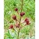 10 RED GAS PLANT Fragrant Fire Plant Dictamnus Albus Ruber Flower Seeds ...