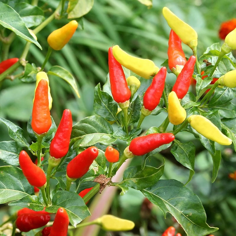 Hot Pepper Seeds - Tabasco - Packet - Vegetable Seeds, Heirloom Seed ...