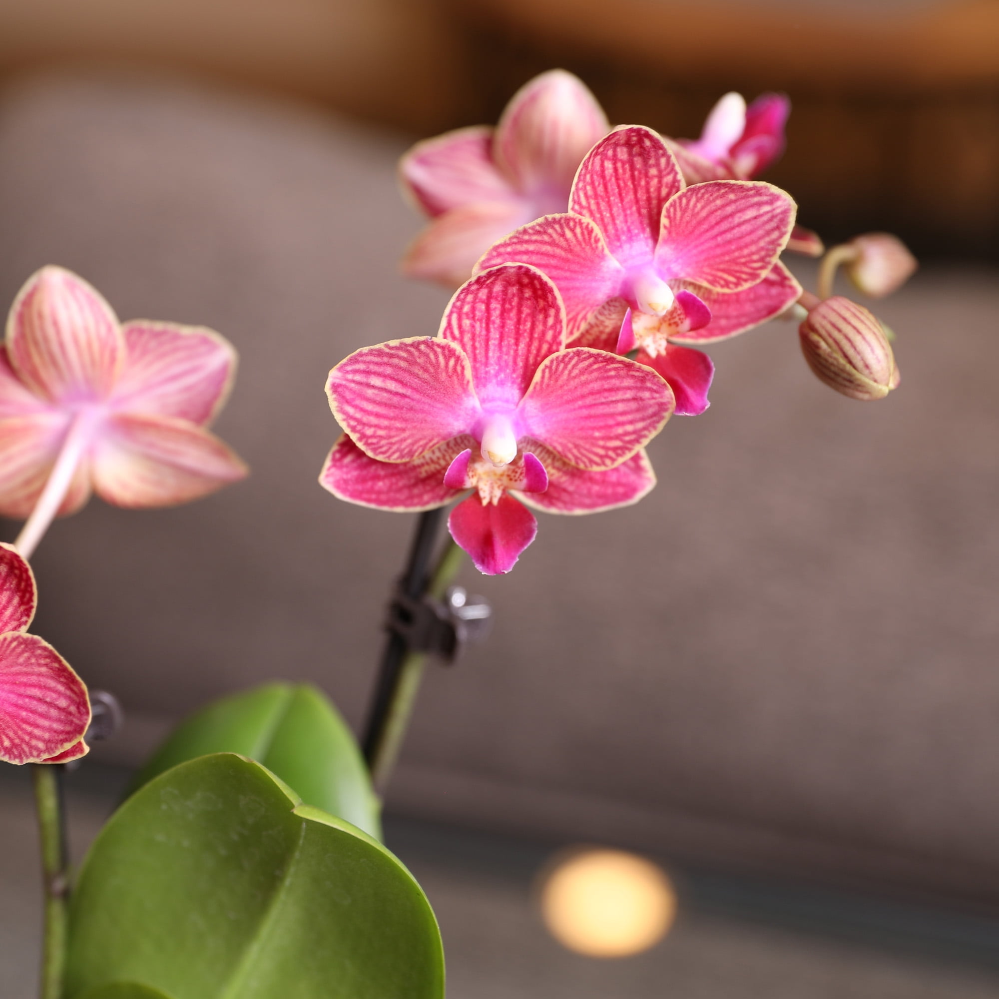 Just Add Ice 6-10" Unique Red Mini Orchid Live Plant in 2.5" White ...