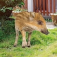 Pig Courtyard Decoration Acrylic Card, Double-Sided Printing Animal ...