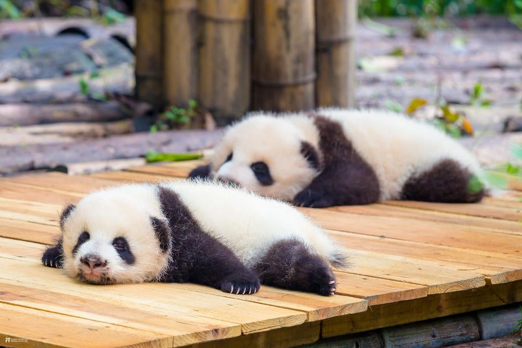 Baby Panda Cubs Cute Baby Animal Kids Room Baby Nursery Asia Bear ...