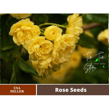 30 Rare Seeds| Yellow The Pilgrim Rose Bush Flower Seeds#1120 | Seeds ...