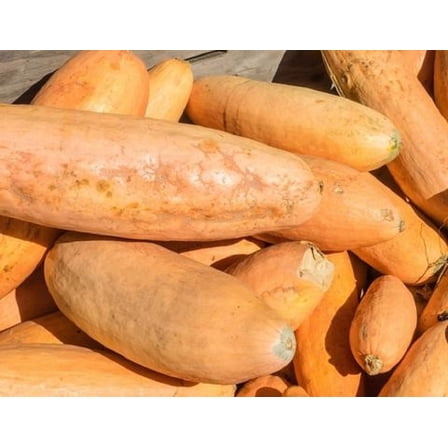 Jumbo Pink Banana Winter Squash Seeds - 100 Count Seed Pack - Non-GMO ...