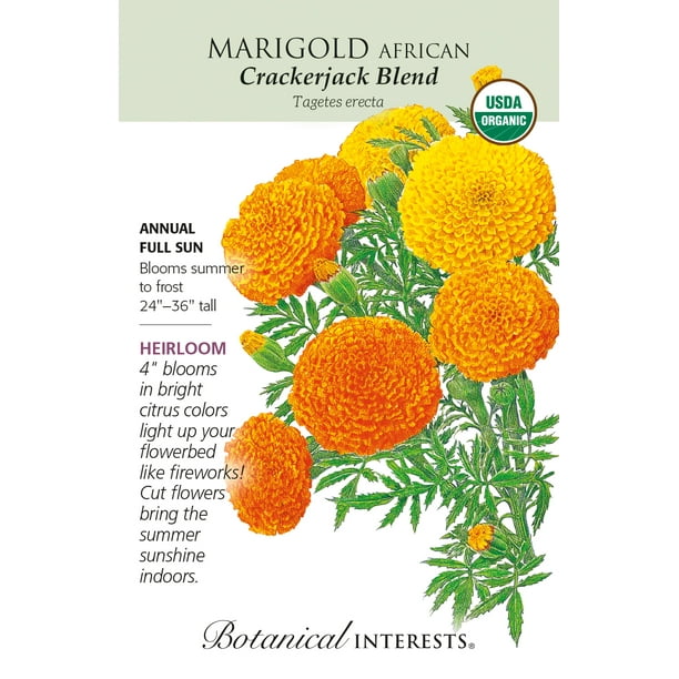 Organic Crackerjack African Marigold Seeds - Heirloom - 500 Mg ...