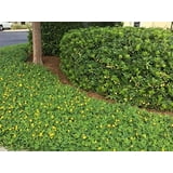 EcoTurf Perennial Peanut Grass 3pk - Drought Tolerant Ground Cover ...