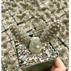 Curly Devil's Backbone Variegated Succulent Plant Pedilanthus ...
