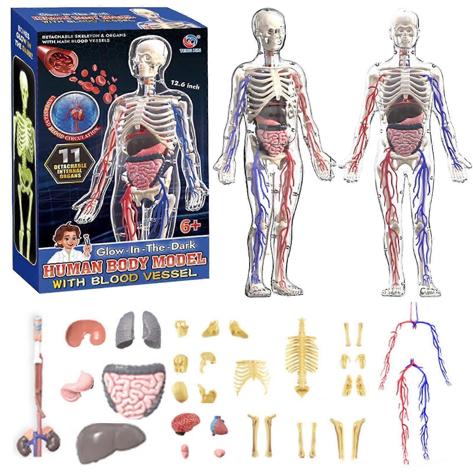 Human Body Structure Model with Blood Vessels, DIY Assembled Human ...