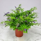 Tropical Plants of Florida 22" to 26" Duranta Sapphire Showers Flower ...