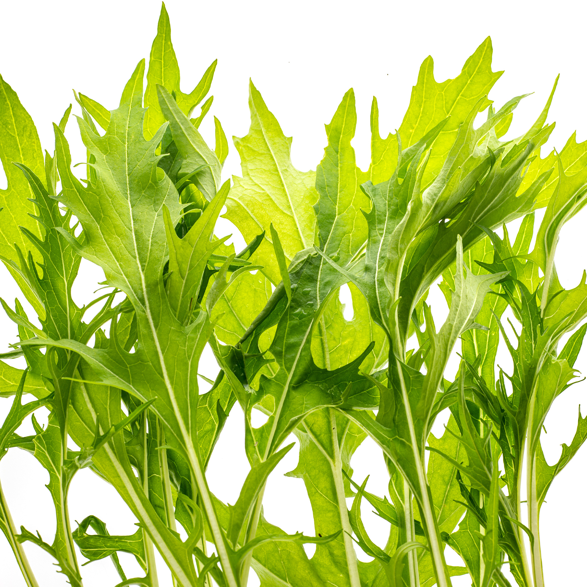 Anise Seed - 4 Oz - Non-GMO, Heirloom - Culinary & Medicinal Herb ...