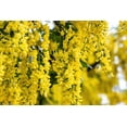25 SIBERIAN PEASHRUB Caragana Arborescens Peatree Yellow Flower Legume ...