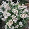 Prelude' Japanese Andromeda Pieris japonica Shrub- Evergreen, Fragrant ...