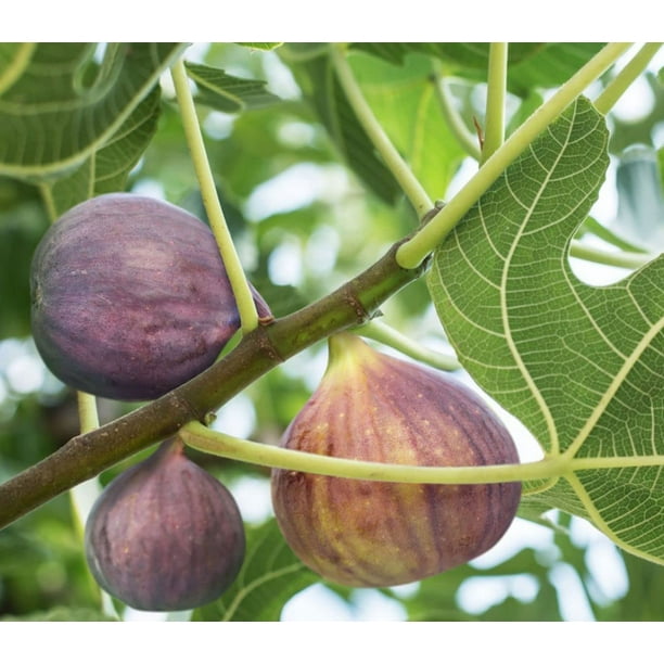 ZILOS 200+ Fig s Exotic Tropic Fruit Plant Ficus Carica s Delicious ...