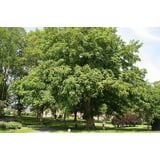 Wingnut Tree Seeds - 10 Seeds - Pterocarya fraxinifolia - Walmart.com