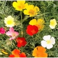 TomorrowSeeds - 7 Colors Mix California Poppy Seeds - 500+ Count - For ...