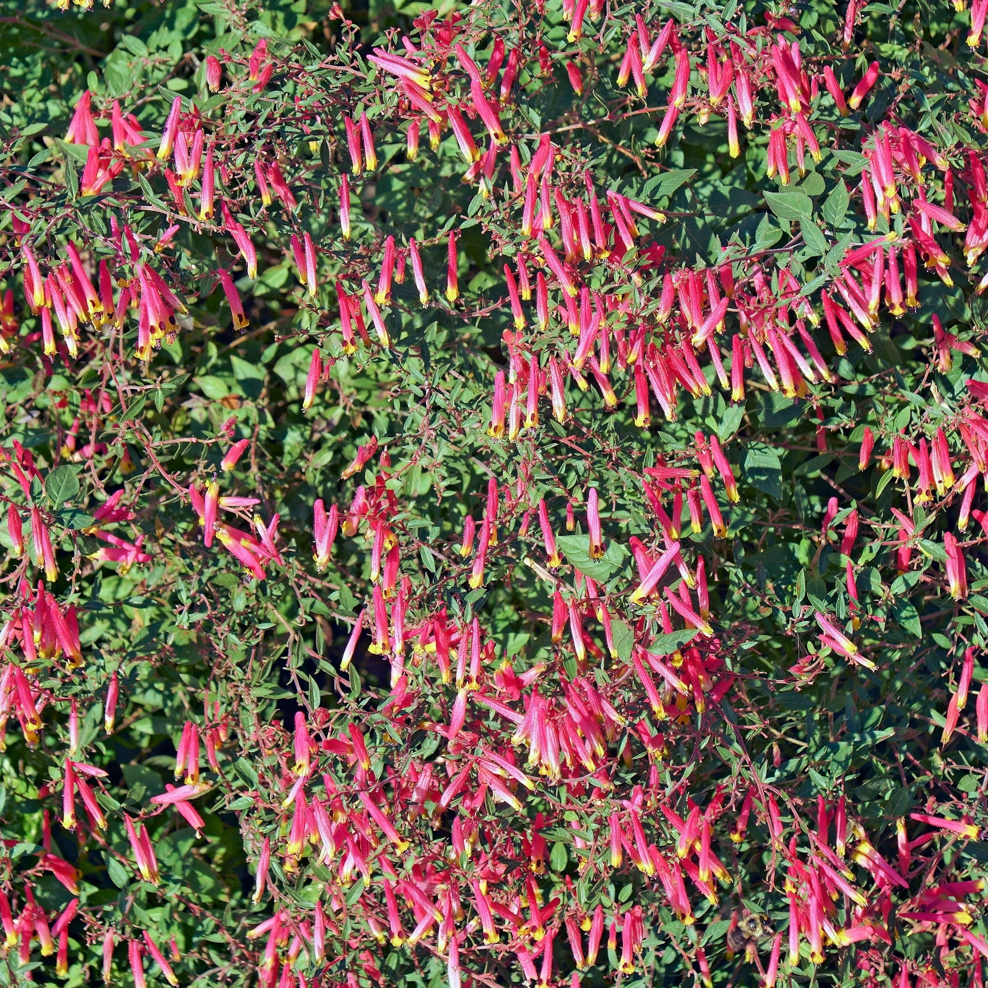 Cigar Plants Hummingbirds