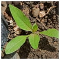 Everwilde Farms - 1 oz Evening Primrose Native Wildflower Seeds - Gold ...