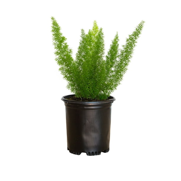 Shade in Sun Exposure - Walmart.com