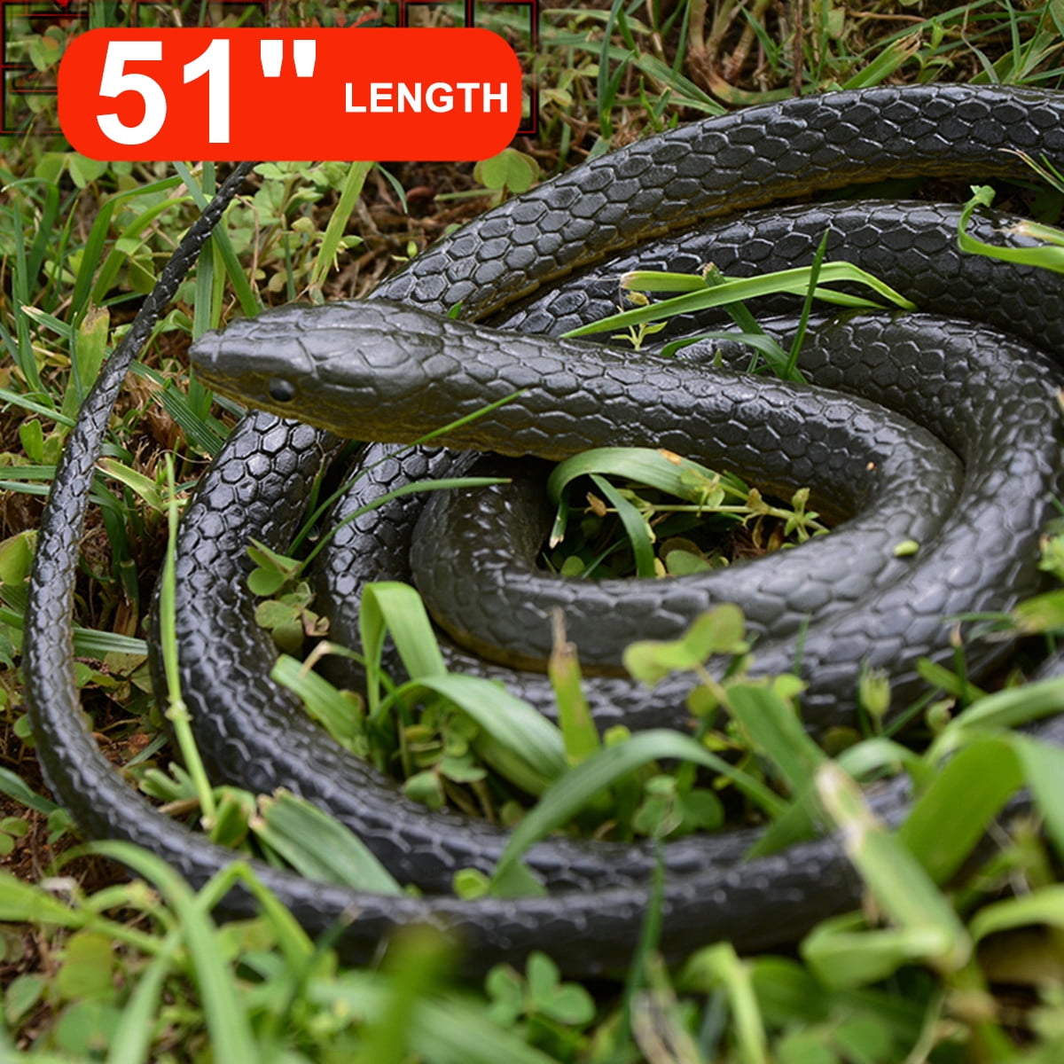 Scary Snakes That Make You Jump