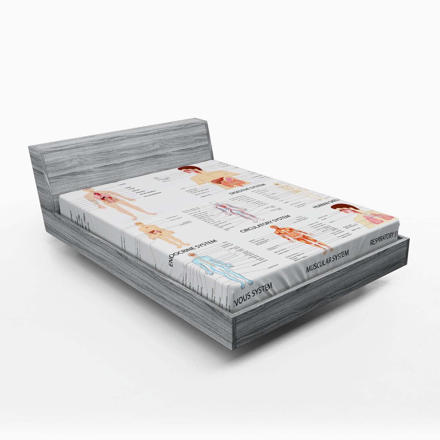 Human Anatomy Fitted Sheet, Complete Chart Different Organ Body ...