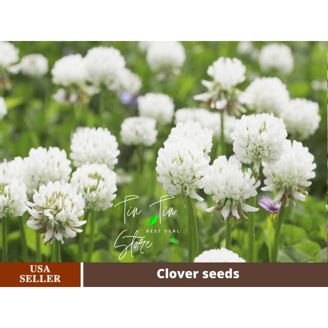 40+ Seeds-White Clover Seeds-#J001-Authentic Seeds-Flowers-Seeds-Rose ...