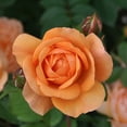 Heirloom Roses Copper Orange Rose Bush - Louise Clements™ Shrub , Live ...