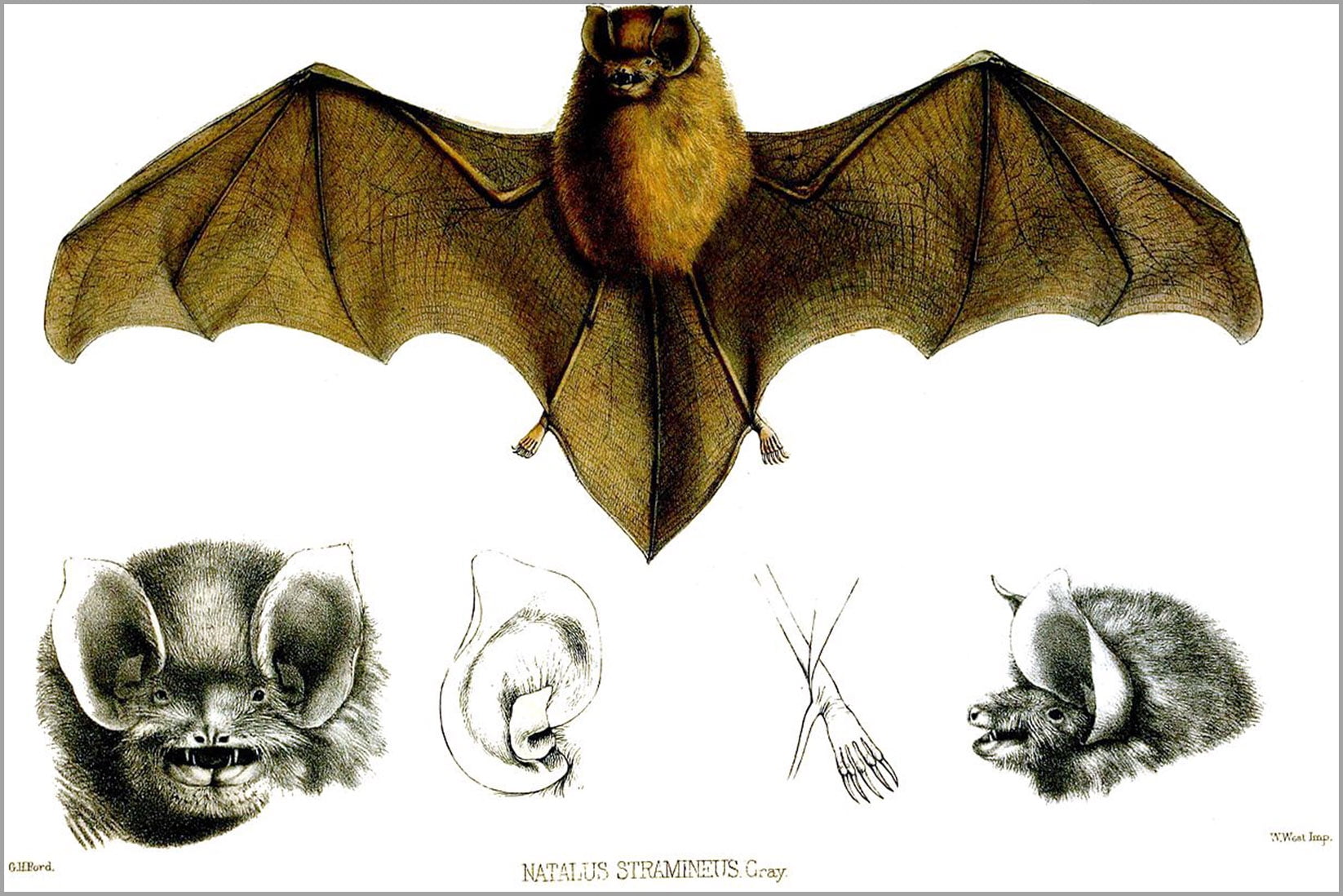 24"x36" Gallery Poster, Natalus stramineus, Mexican funnel-eared bat ...