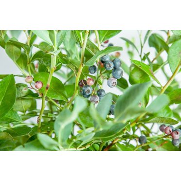 1 Gal. Tifblue Blueberry - Abundance of Berries - Walmart.com