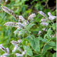 Peppermint Mint Plants Live Indoors Outdoors, Fresh Herb Mint Plant ...
