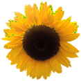 25 Stems of Sunflowers- Fresh Flower Delivery - Walmart.com