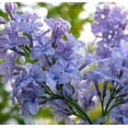 Hardy Outdoor President Grevy Blue French Lilac - Live Plant (1 QT ...