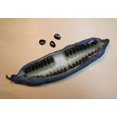 7 BLUE SAUSAGE FRUIT Edible & Ornamental Decaisnea Fargesii Tree Shrub ...