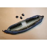 7 BLUE SAUSAGE FRUIT Edible & Ornamental Decaisnea Fargesii Tree Shrub ...